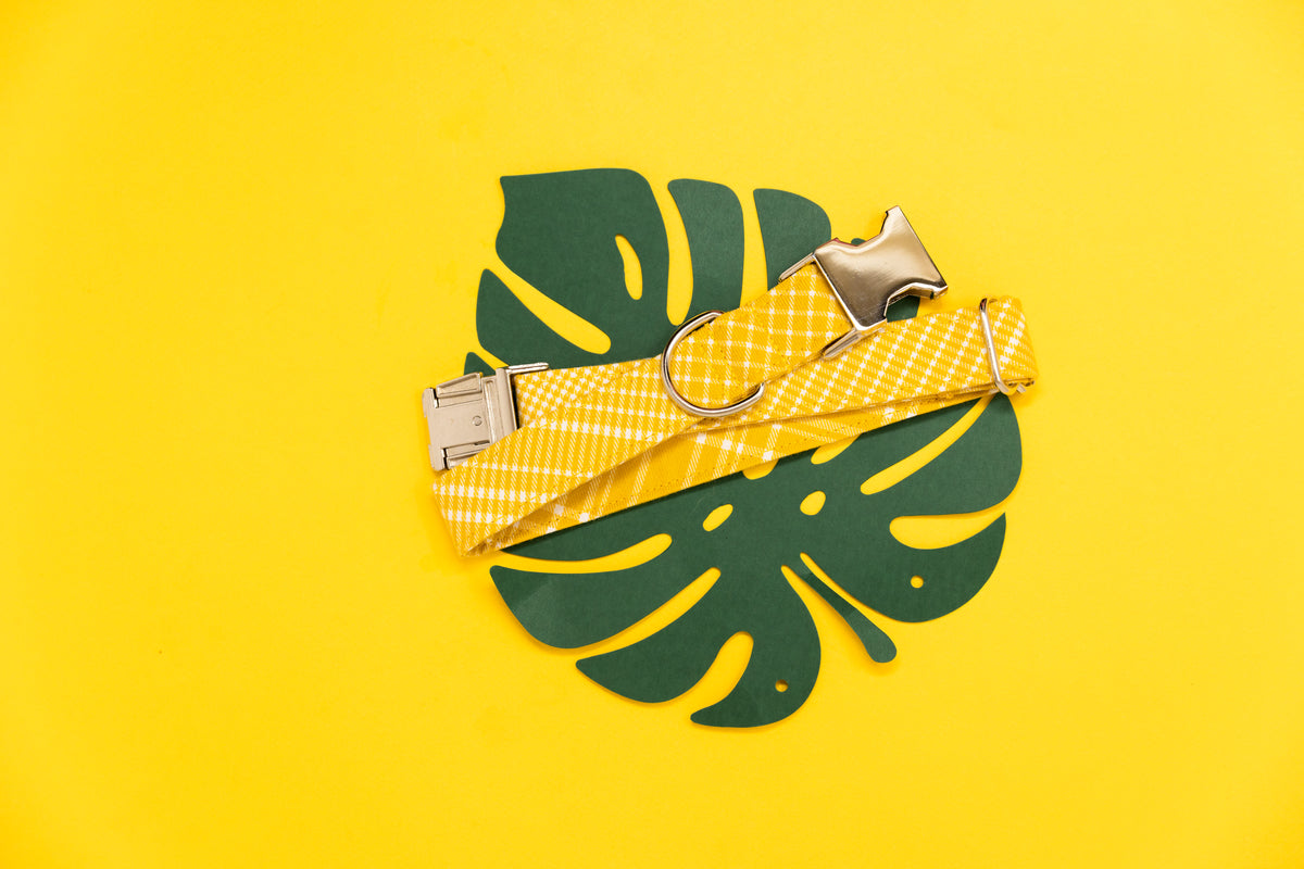 Yellow Plaid Dog Collar – Zaley Designs